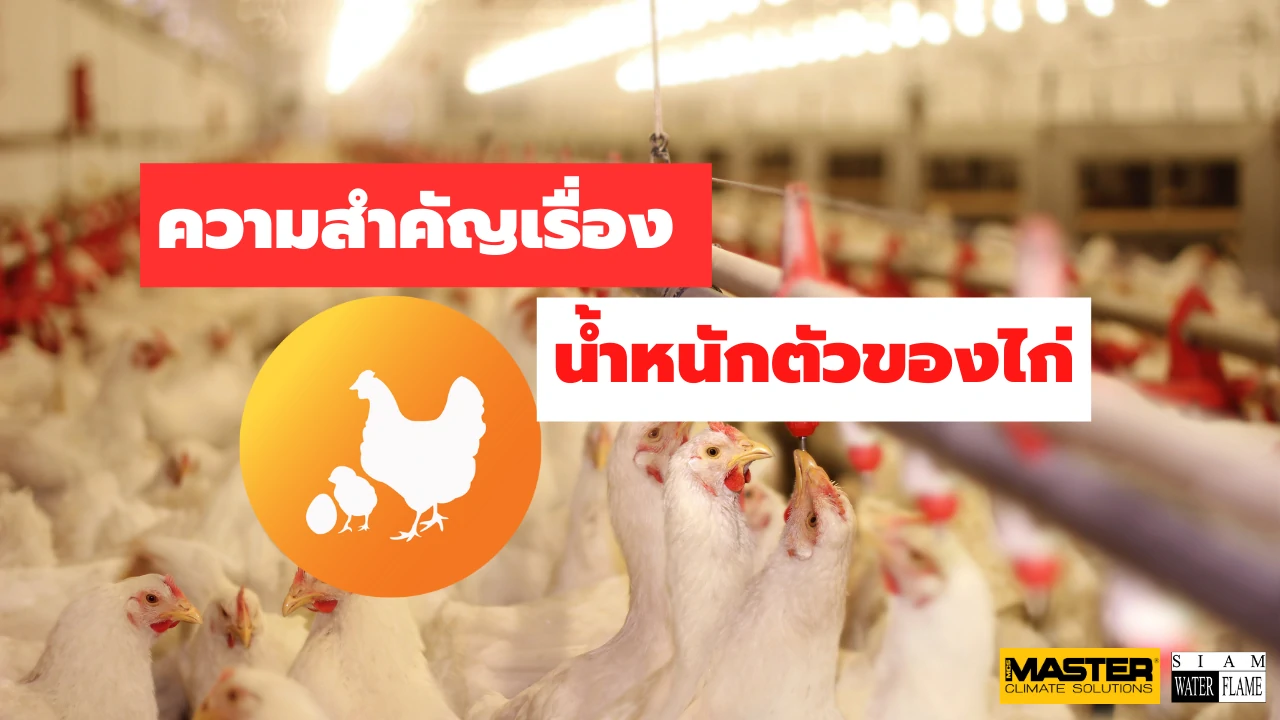 The Importance Of The Body Weight Of Chickens MASTER_PORTABLE_HEATERS